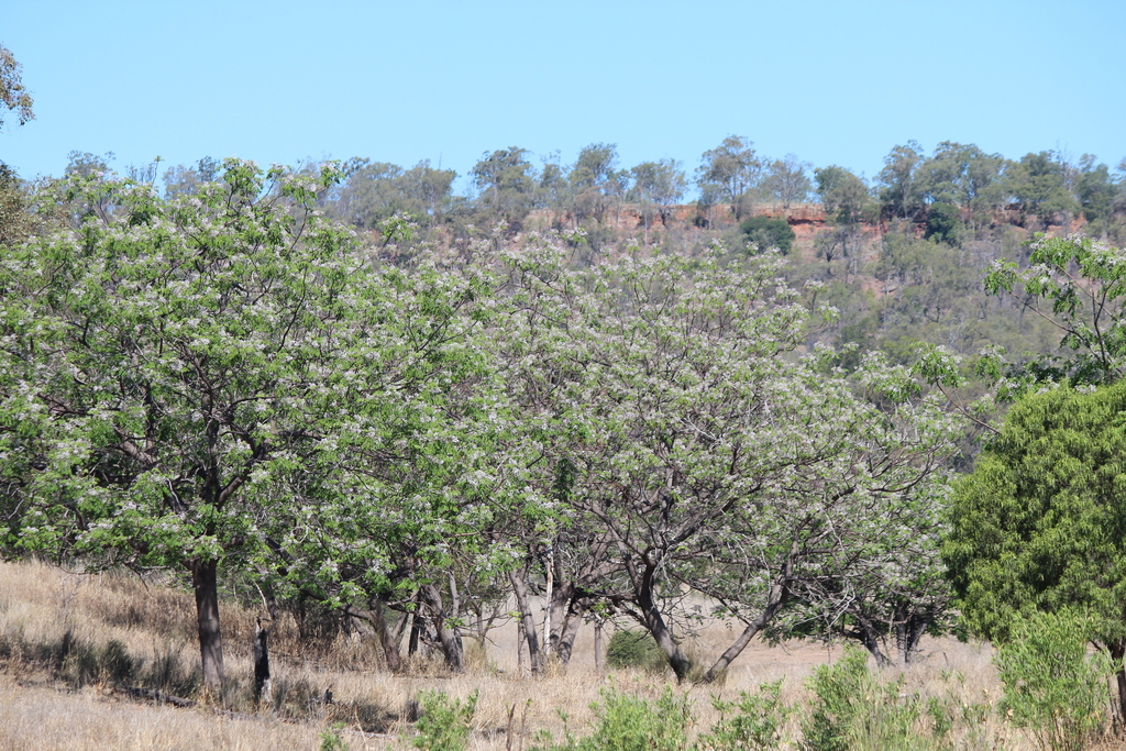 Chinaberry from Broadmere QLD 4420, Australia on October 2, 2020 at 03: ...