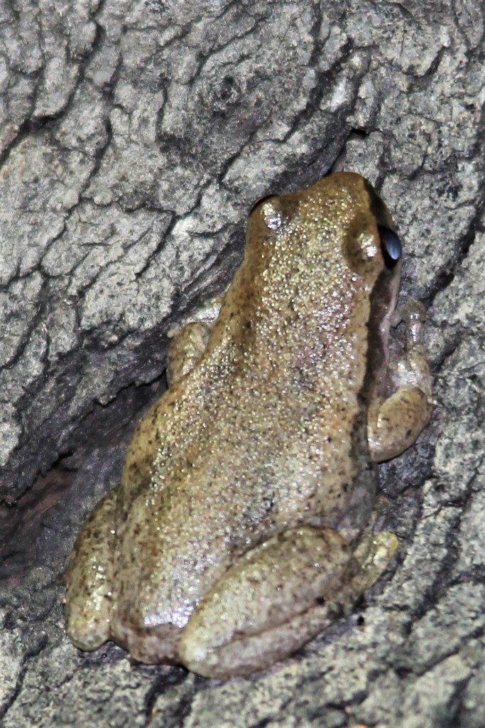 Desert Tree Frog from Broadmere QLD 4420, Australia on October 2, 2020 ...