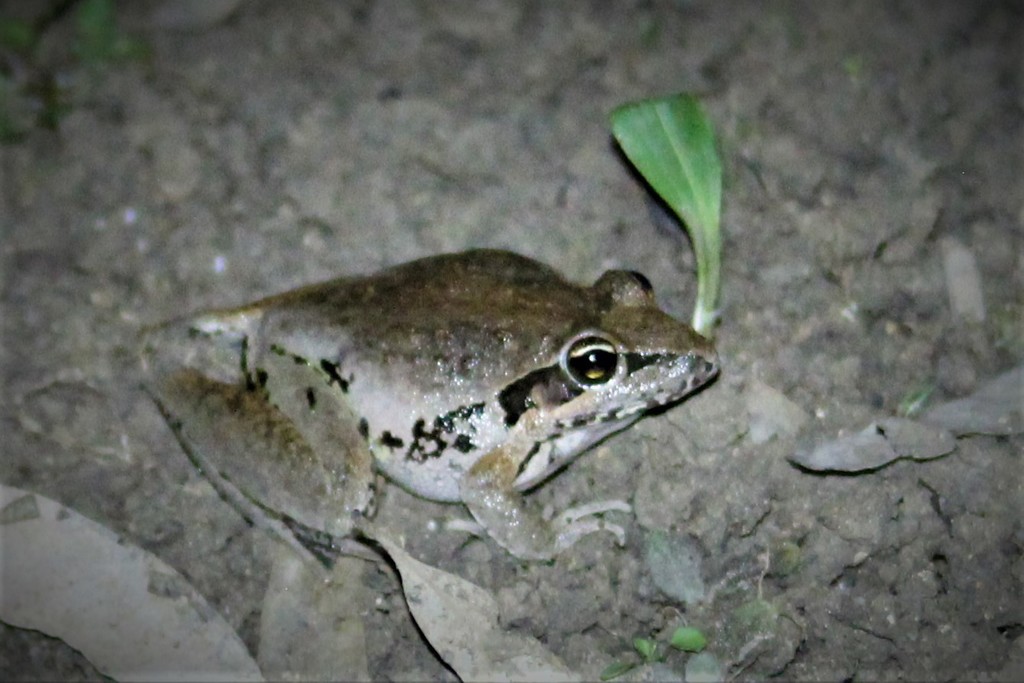 Broad-palmed Frog from Broadmere QLD 4420, Australia on October 02 ...