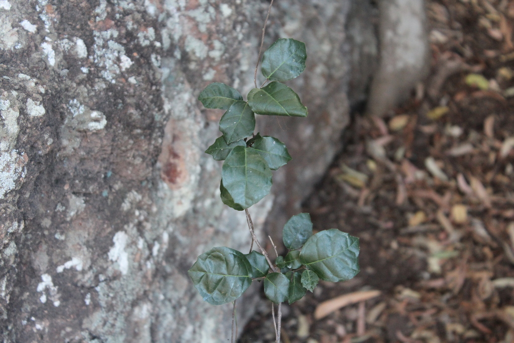 Burnie Vine from Broadmere QLD 4420, Australia on October 03, 2020 at ...