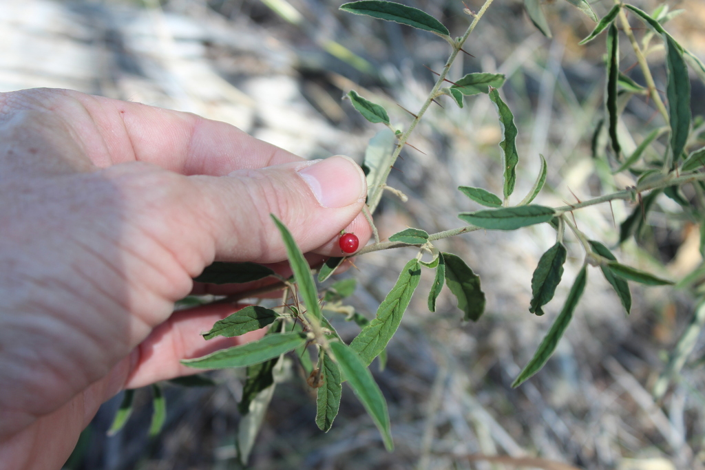 Solanum parvifolium from Broadmere QLD 4420, Australia on October 3 ...