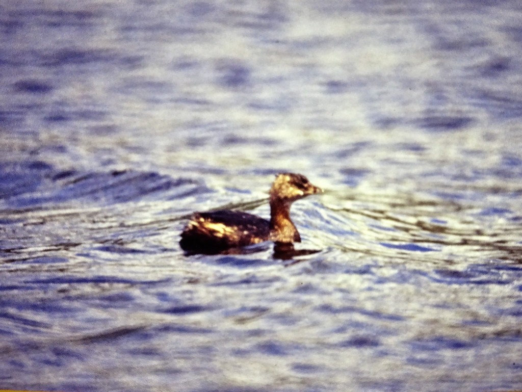 Atitlán Grebe in September 1975 by valerio sbordoni · iNaturalist