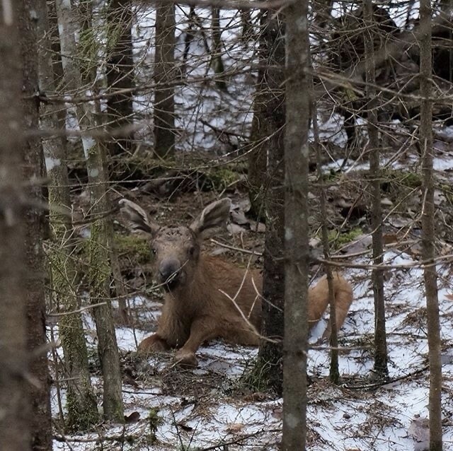 European Elk from Республика Коми, RU on May 16, 2017 at 02:55 PM by ...