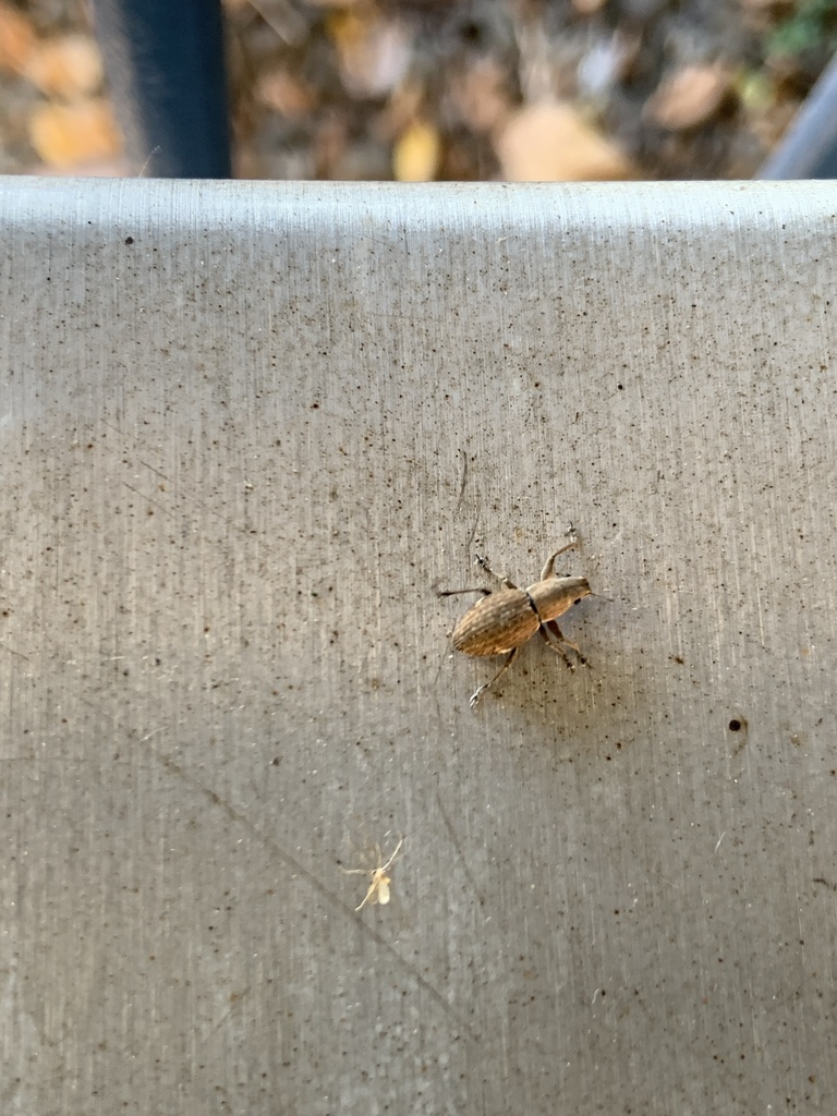 Fuller's rose weevil from Crystal City, Arlington, VA, US on October 06 ...