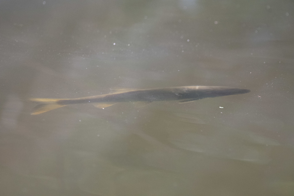 Northern Pikeminnow from Pullman, WA 99163, USA on September 30, 2020 ...