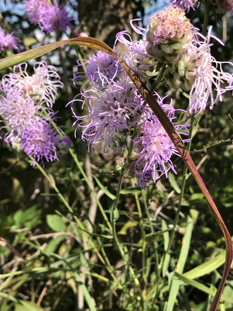 rough blazing star from 74467, Wagoner, OK, US on August 20, 2017 at 04 ...