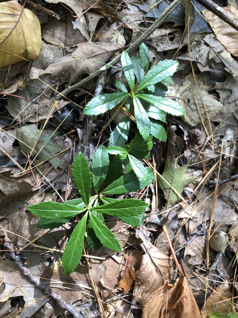 pipsissewa from Prospect Hill Rd, Athol, MA, US on October 4, 2020 at ...
