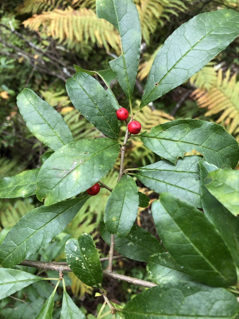Smooth Winterberry from N Main St, Phillipston, MA, US on October 4 ...