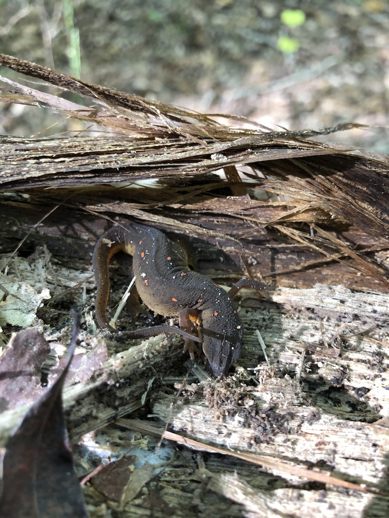 Eastern Newt from Scout Rd, Covington, GA, US on October 03, 2020 at 04 ...