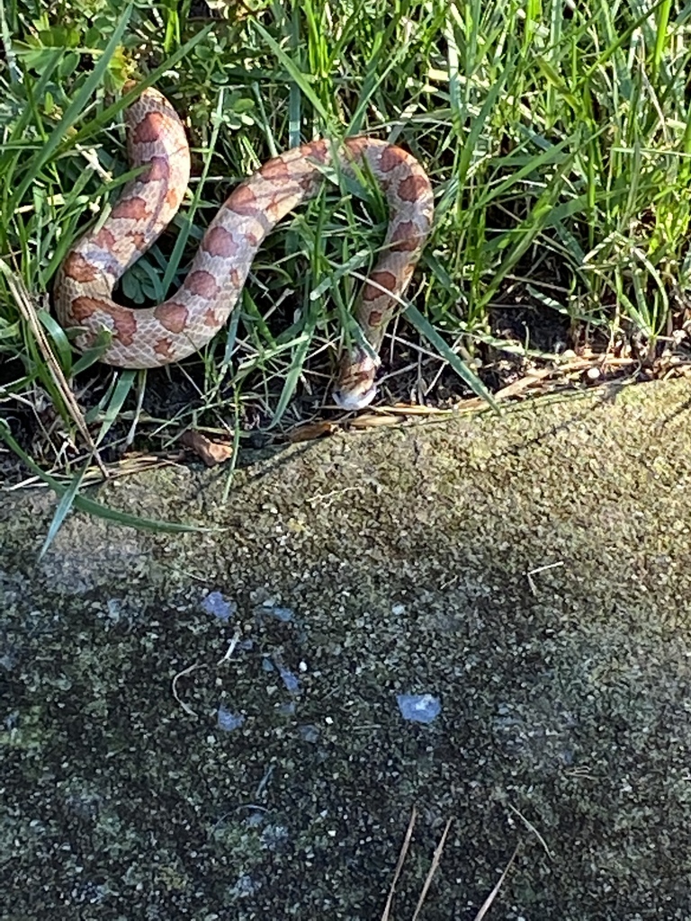 Mole Kingsnake in October 2020 by mkbird · iNaturalist