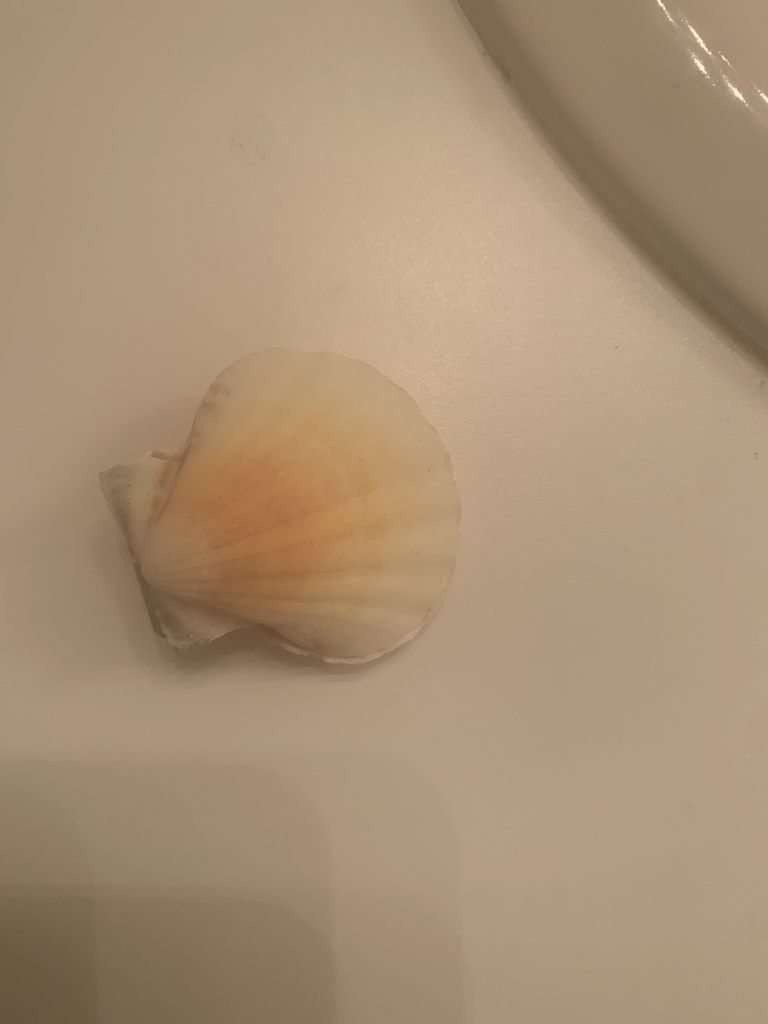 distant scallop from Hilton Head Island, Hilton Head Island, SC, US on ...