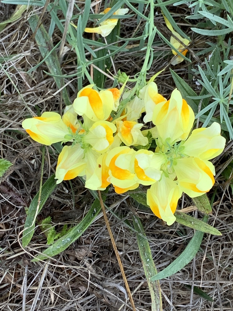 common toadflax from Burnside Rd, Sebastopol, CA, US on October 06 ...