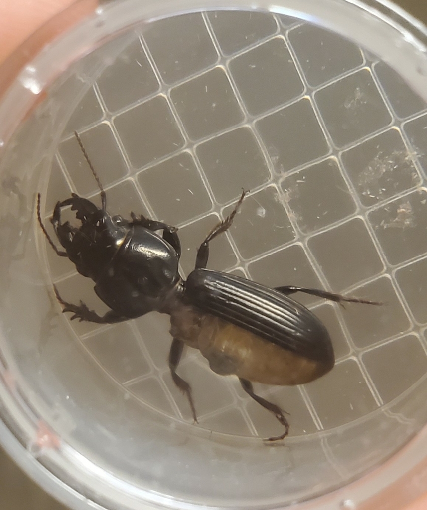 Big-headed Ground Beetle from Northfield, MN 55057, USA on October 6 ...