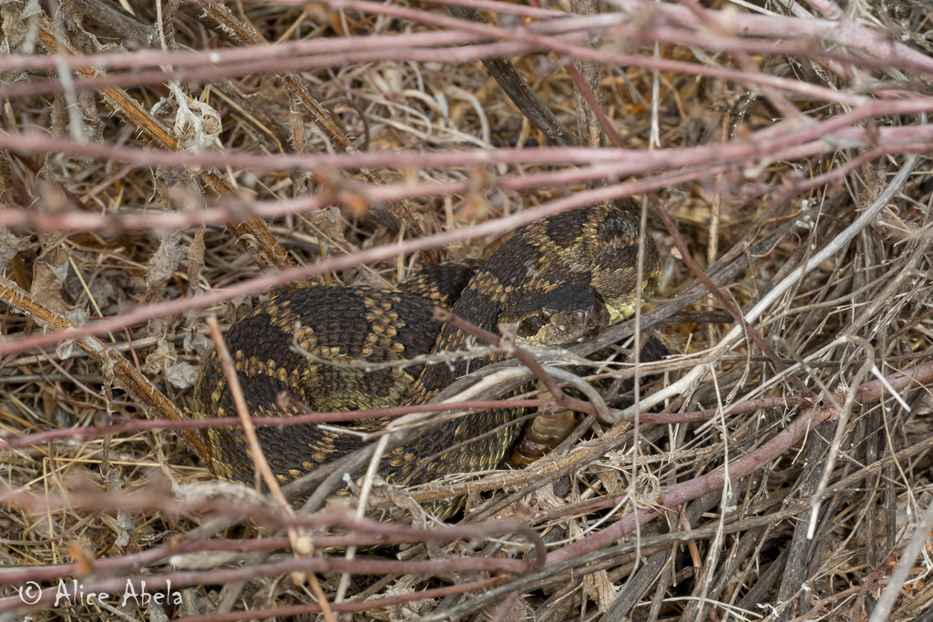 Southern Pacific Rattlesnake in September 2020 by Alice Abela. Santa ...