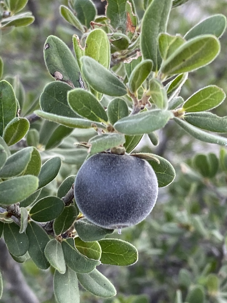 Texas Persimmon from Mina, NL, MX on October 6, 2020 at 06:05 PM by ...