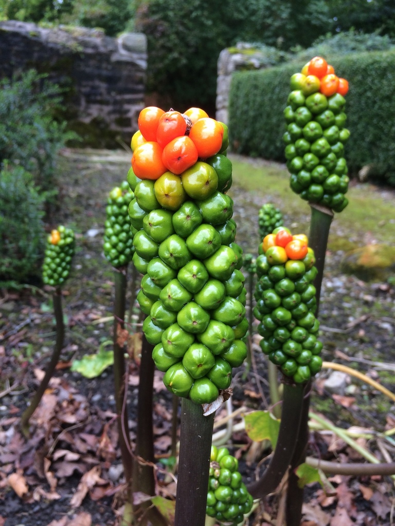 Italian arum from LL14, Wrexham, Wales, GB on August 21, 2017 at 06:37 ...