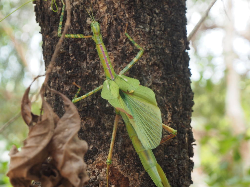 Darwin Stick Insect from Nhulunbuy NT 0880, Australia on October 6 ...
