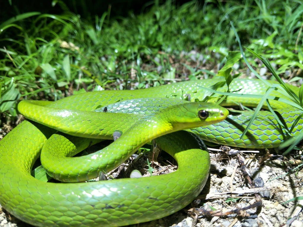 Chinese Green Snake from Pingtung, TW-TA, TW on June 2, 2020 at 10:39 ...