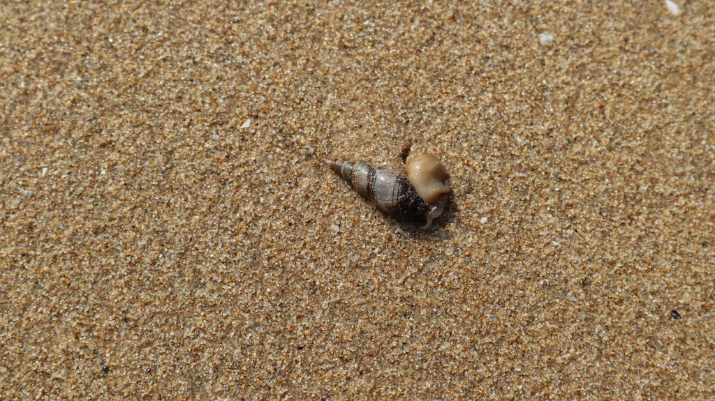 Bullia vittata from Elliot's beach on March 18, 2020 by Yuvan Aves ...