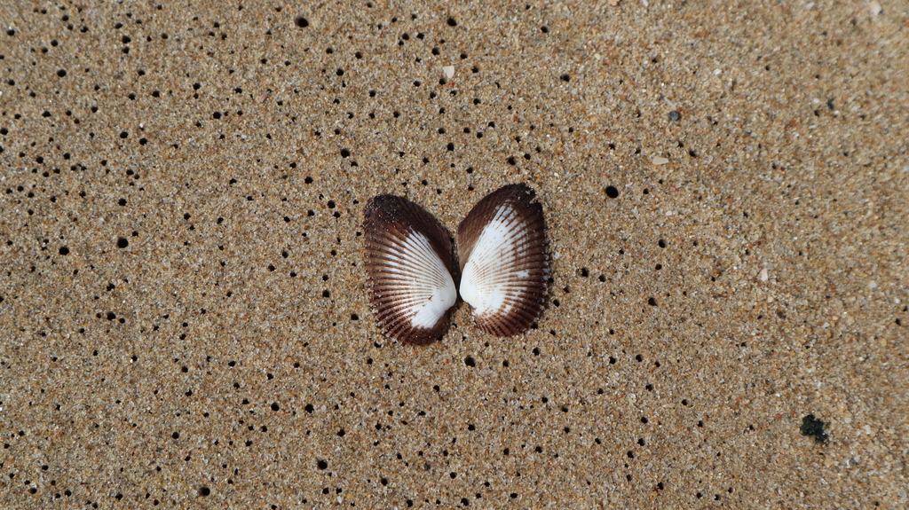 Anadara indica from India on March 18, 2020 by Yuvan Aves · iNaturalist