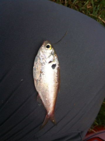 American Gizzard Shad from 1001–1005 N Main St, Pearland, Texas, US on ...