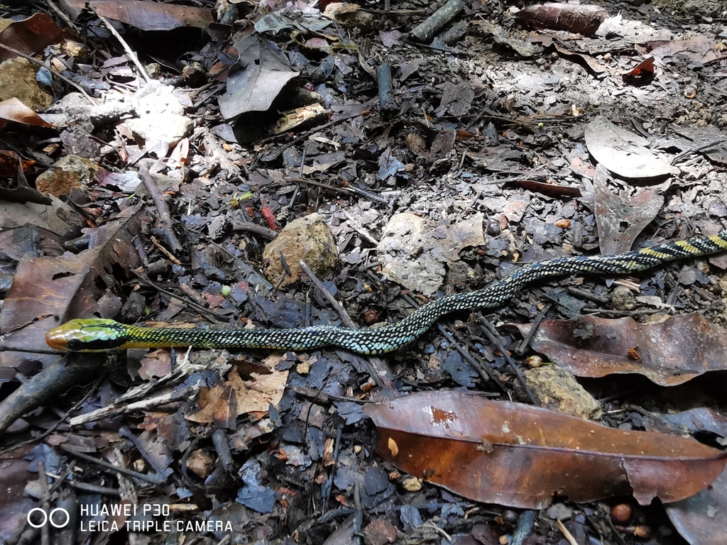 Rainbow Tree Snake from Danum Valley Conservation Area on June 9, 2019 ...