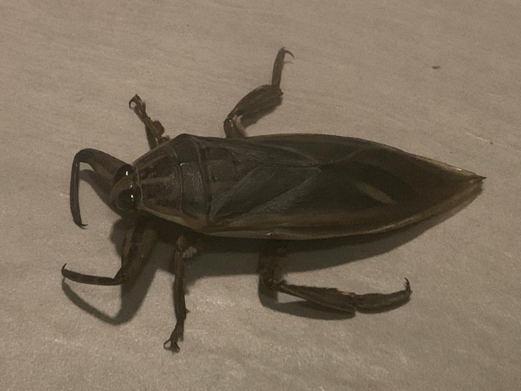 Asian Giant Water Bug from Hẻm 710 Huỳnh Tấn Phát, Ho Chi Minh City, Ho ...