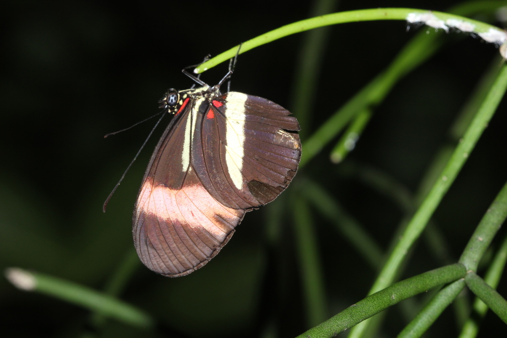 Longwings and Heliconians from Coqueiro Seco - AL, Brasil on September ...