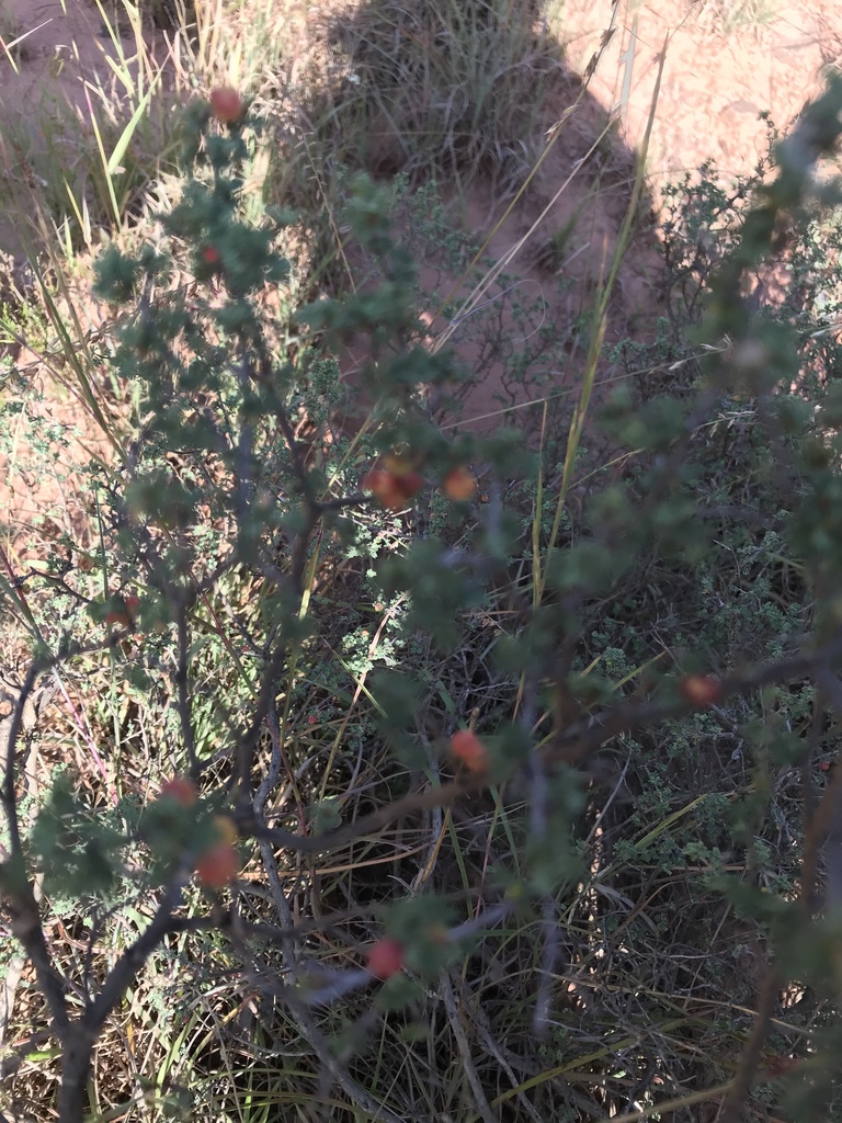 little leaf sumac from Copper Breaks State Park, Chillicothe, TX, US on ...