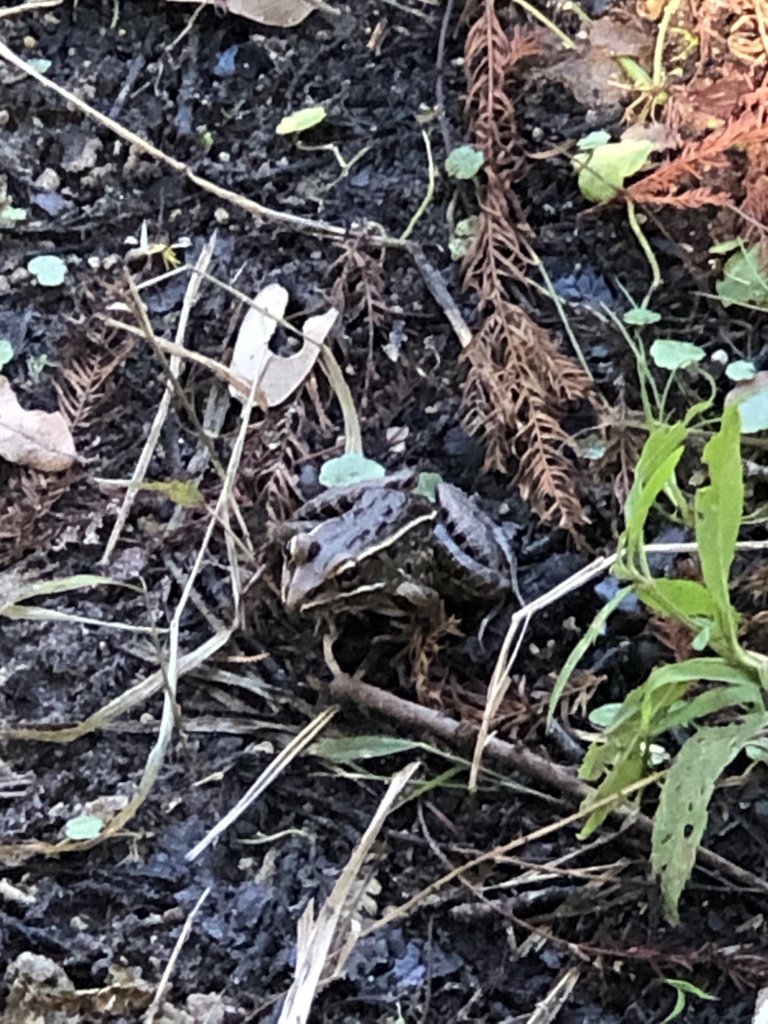 Southern Leopard Frog from Cape Hatteras National Seashore, Frisco, NC ...