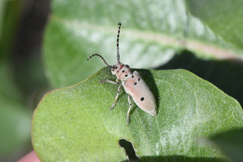 Pilose Milkweed Beetle from Cherry County, NE, USA on July 9, 2019 at ...