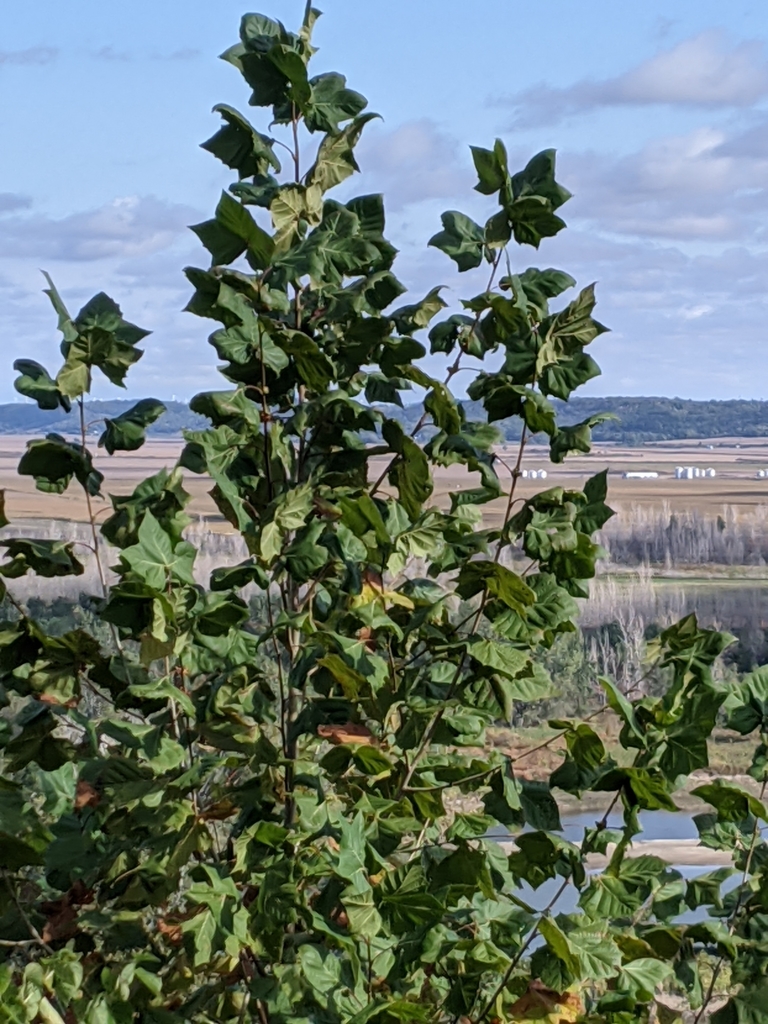 American sycamore from Barada, NE, USA on October 3, 2020 at 10:40 AM ...