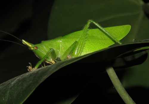 Copiphora monoceros · NaturaLista Colombia