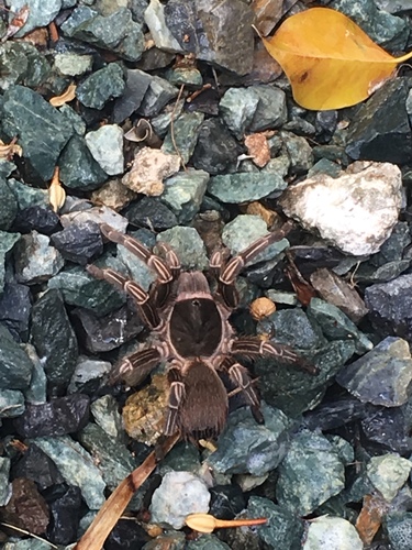 Cyrtopholis flavostriata · iNaturalist