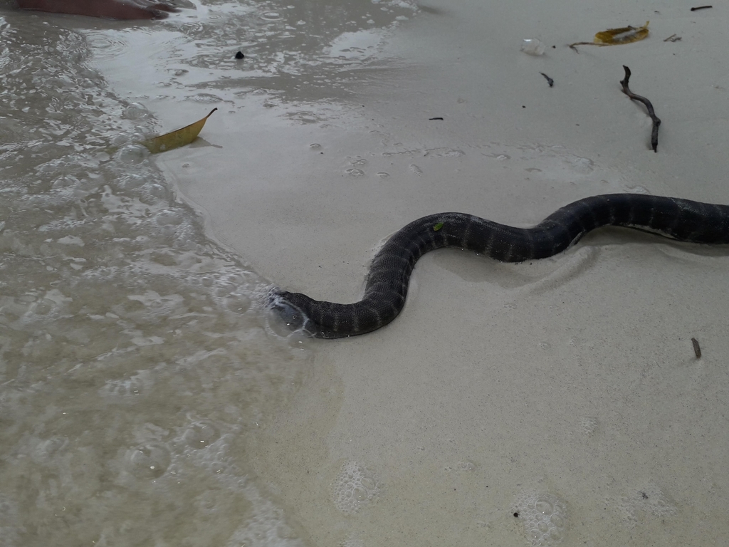 Marine File Snake from Pesawaran on July 6, 2019 at 07:46 AM by Novita ...
