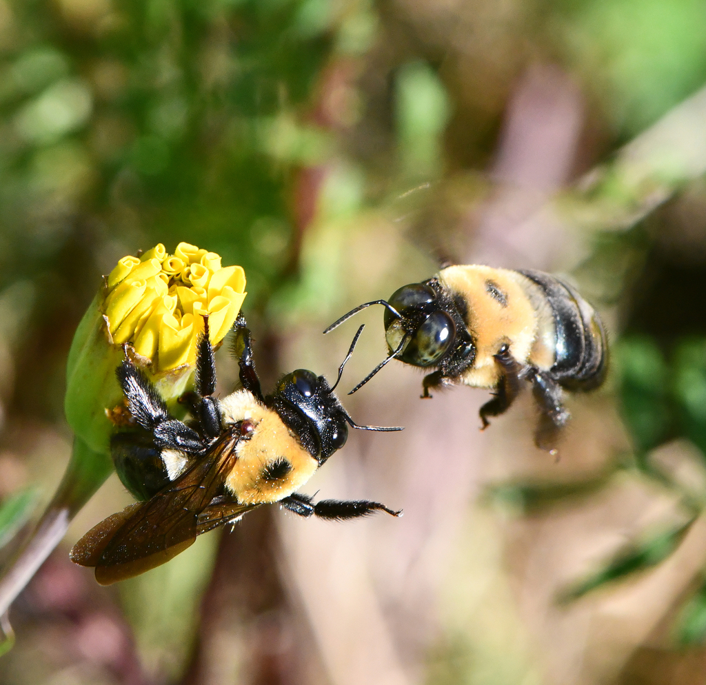 Eastern Carpenter Bee in October 2020 by Trish Dooling. The flying bee ...