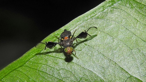 Anomoia approximata · iNaturalist