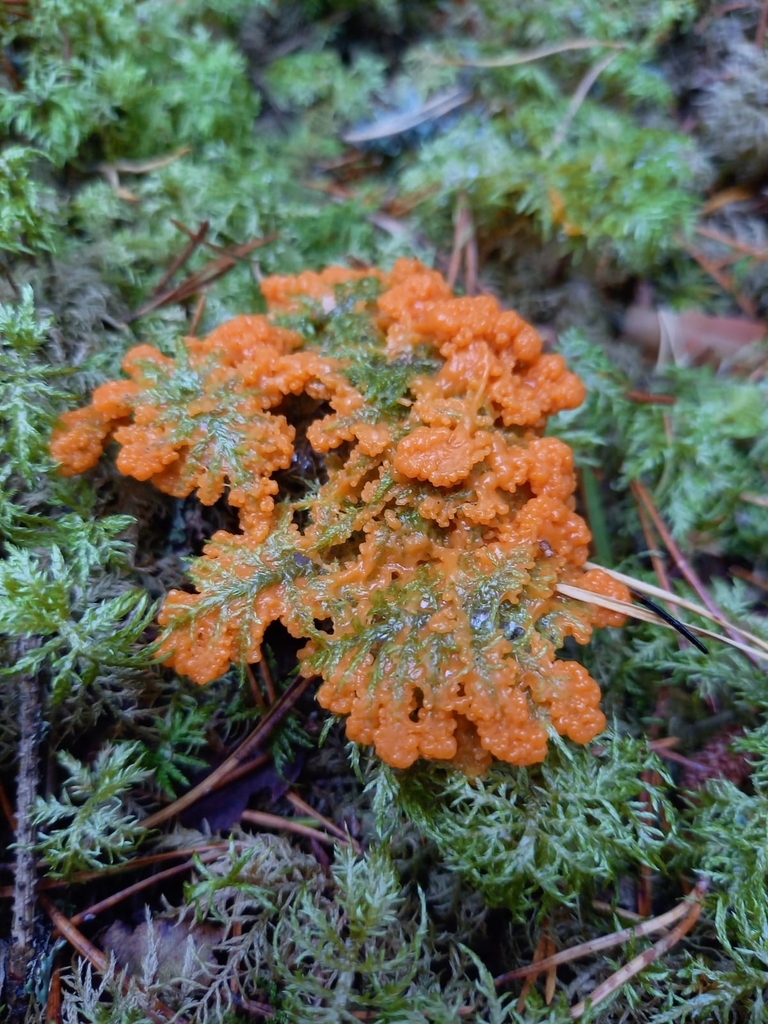 Lignydium muscorum from Viikaistenkatu 9C6, 23500 Uusikaupunki, Suomi ...
