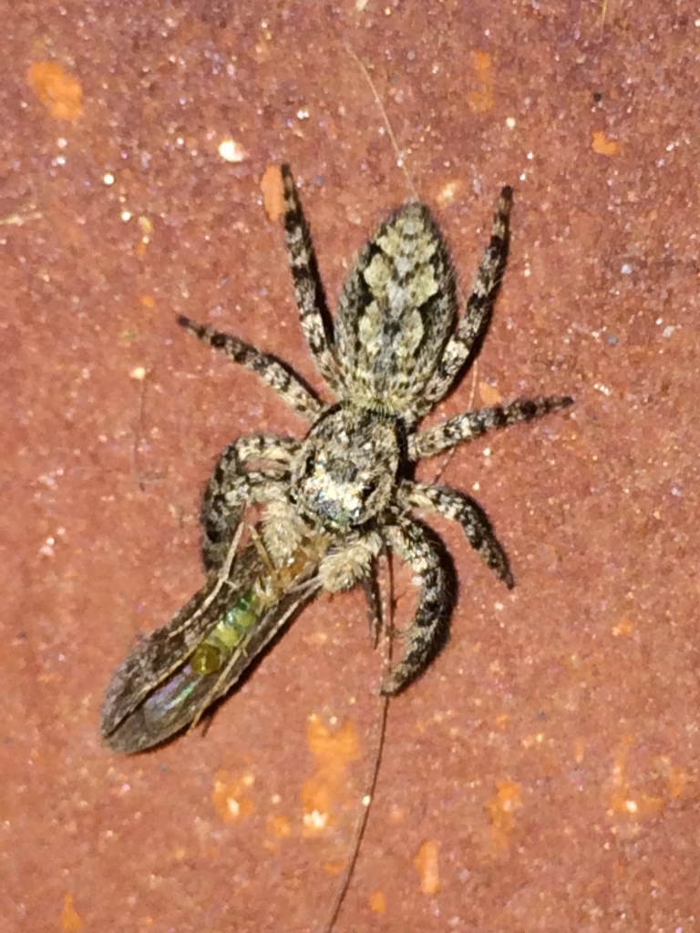 Tan Jumping Spider in August 2017 by helecho · iNaturalist
