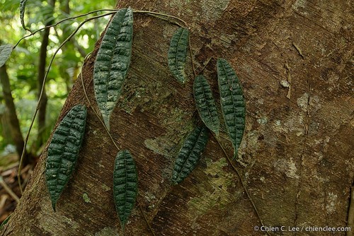 Ficus sarawakensis · iNaturalist