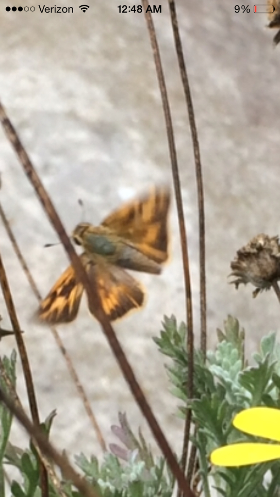 Northern Fiery Skipper from Martha and Stillings on July 18, 2014 at 12 ...