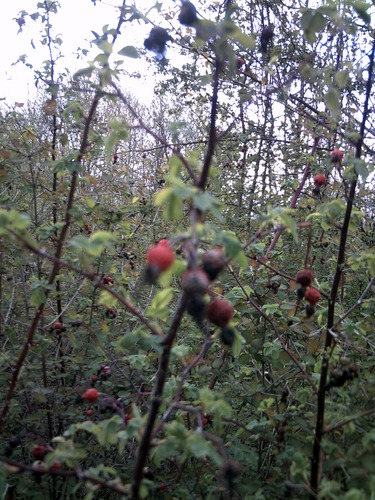 Union Bay Naturalist Area 4/12 · iNaturalist Australia