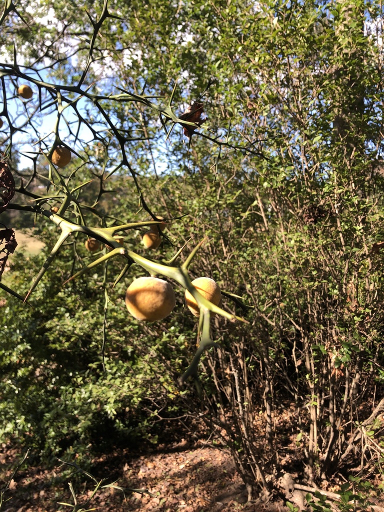 trifoliate orange from Memorial Park, Maplewood, NJ, US on October 8 ...