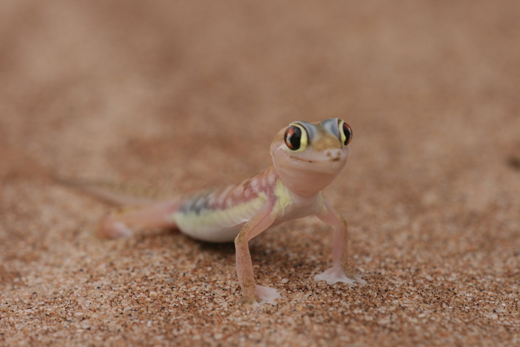 Namib Sand Gecko from Erongo Region, Namibia on May 5, 2017 by Coral ...