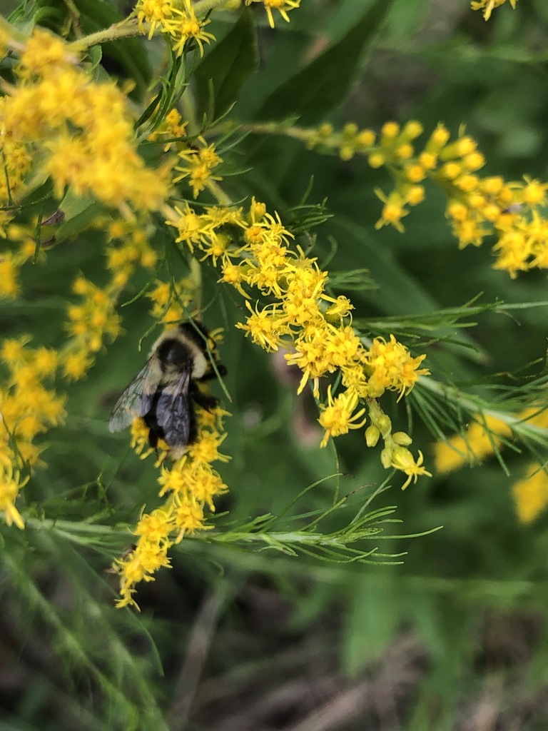 Common Eastern Bumble Bee from Ocean Springs, MS, US on October 8, 2020 ...
