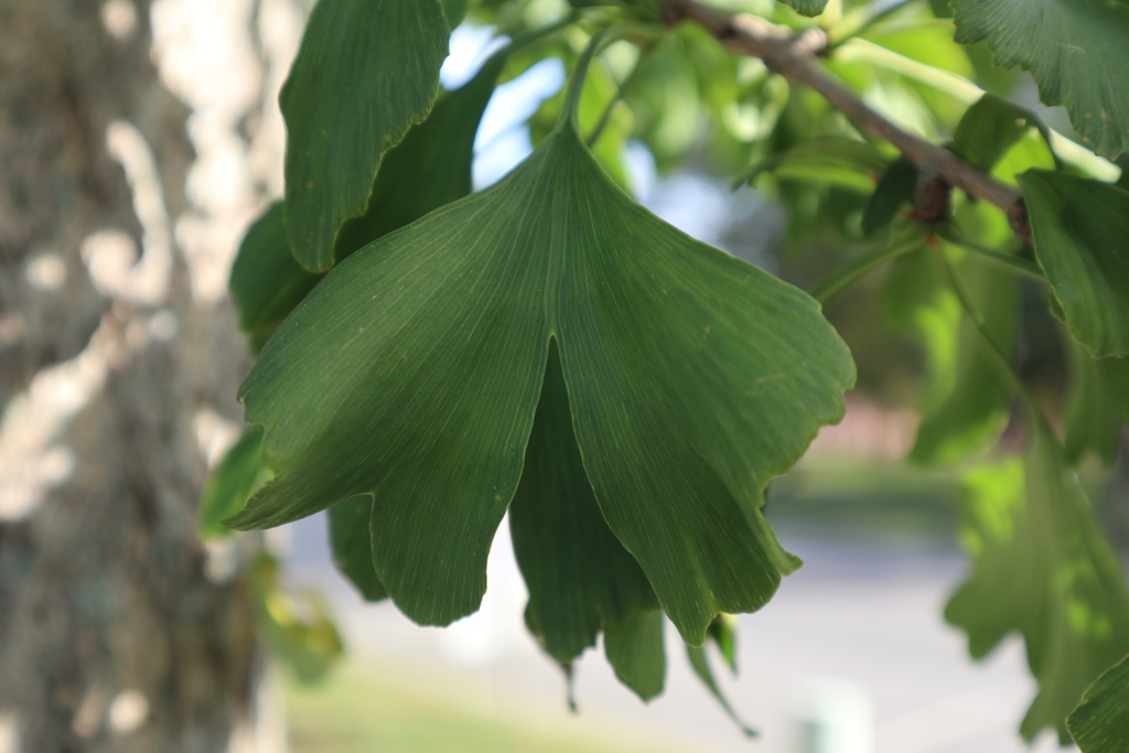ginkgo from Berea College, Berea, KY, US on October 08, 2020 at 04:45 ...
