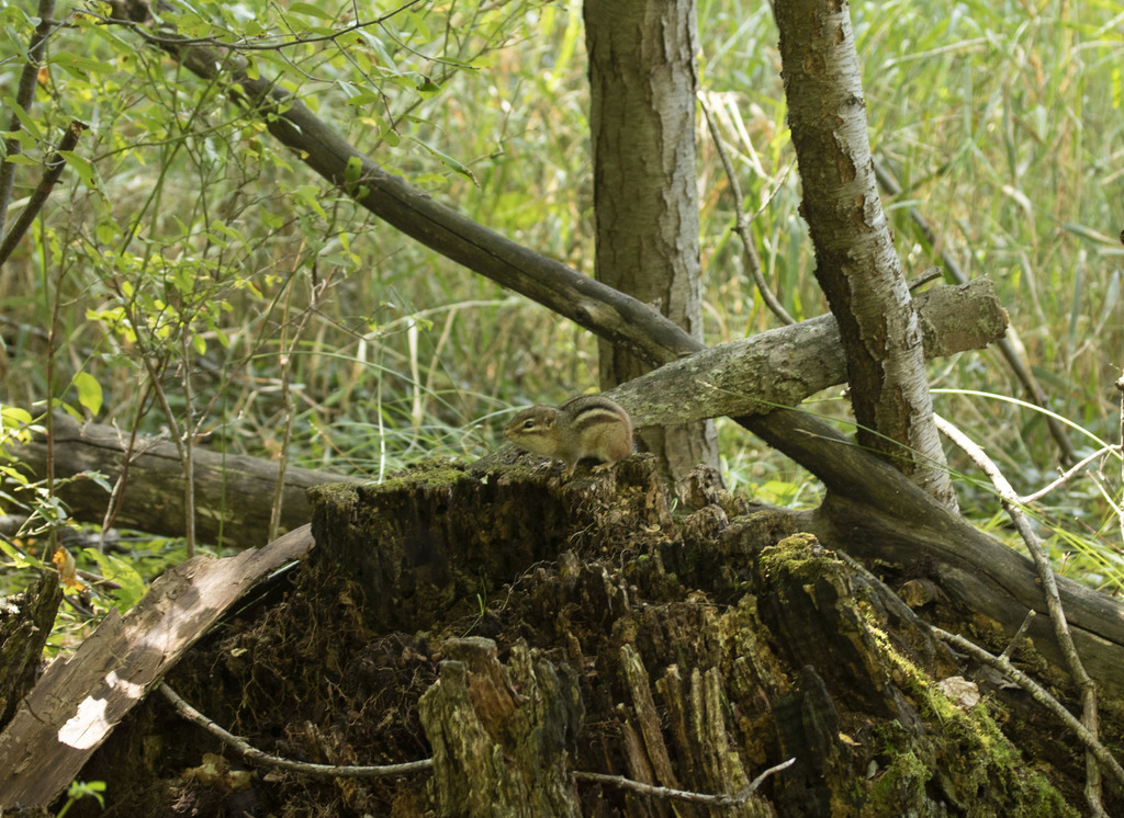 Eastern Chipmunk from Portage, MI, USA on September 17, 2020 at 11:46 ...