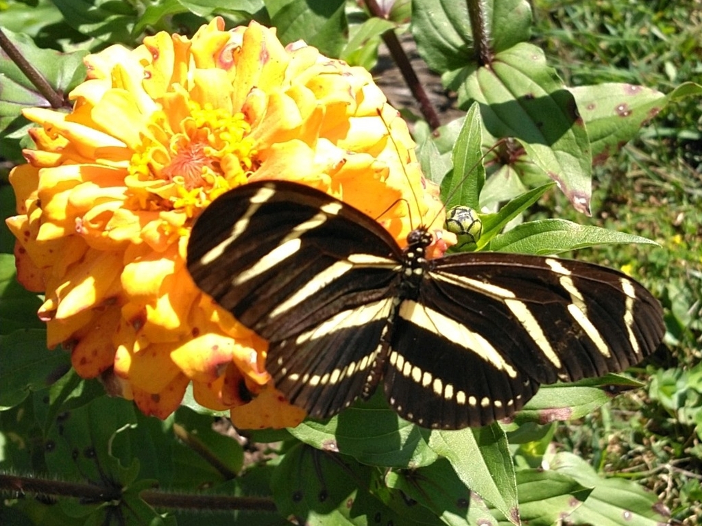 Zebra Longwing from Stanardsville on October 07, 2020 by Rita Swain ...