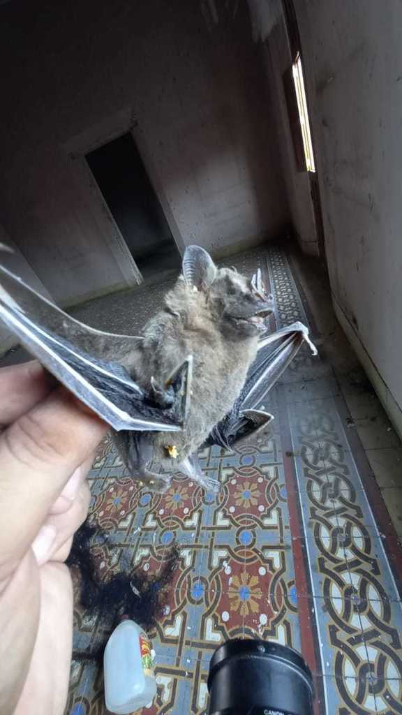 Great Fruit-eating Bat from Xalapa-Enríquez, Ver., México on October 8 ...