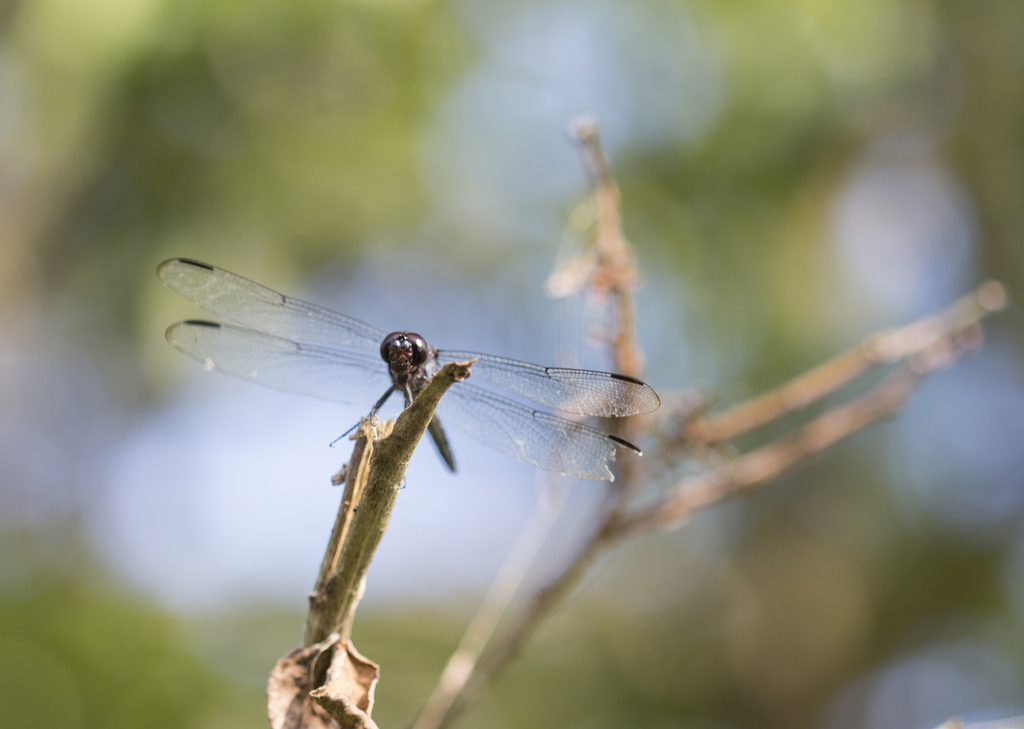 Ohio Dragonfly Survey | Check here for updates from the Ohio Dragonfly ...